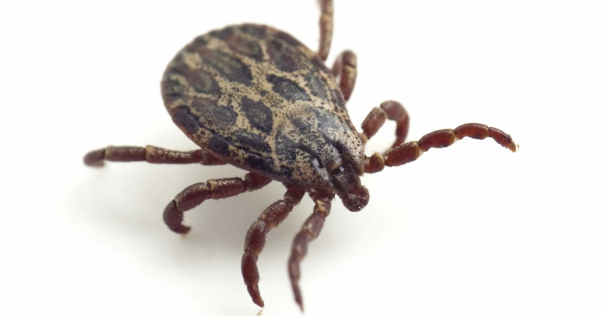 Näitkö punkin? Auta tutkijoita ja kerro havaintosi | ETLehti